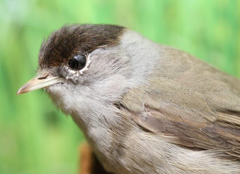 Bird of the Mountains with the Sharp Beak Photographed with Macro Lens ...