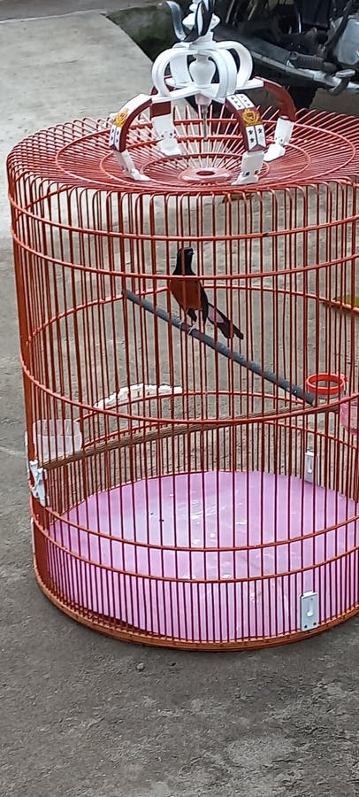 Bird murai batu stock image. Image of symmetry, circle - 261945667