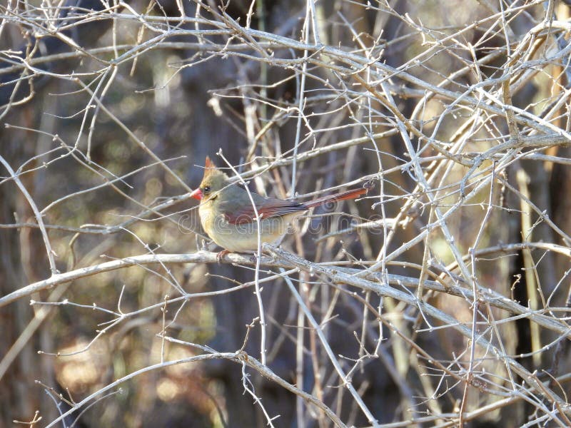 A Female Cardinal Wildlife Bird . Stock Image - Image of tree, network ...