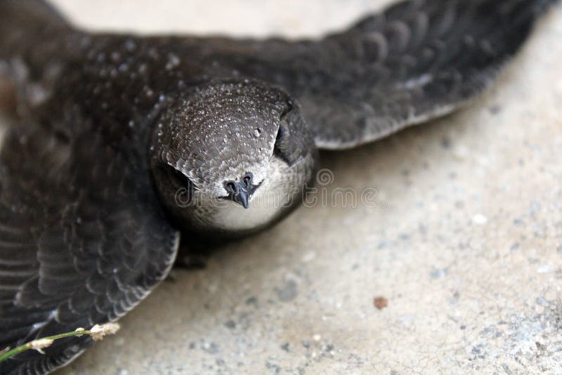 Bird Muzzle with Rain Drops in the Grass Stock Photo - Image of green ...