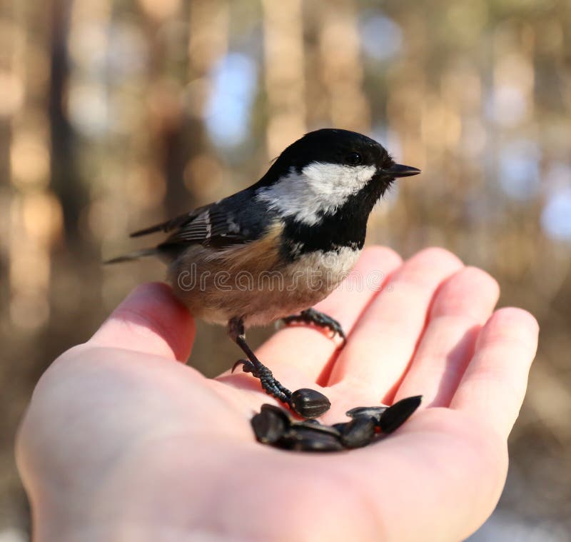 Bird on my hand stock image. Image of finger, blur, cute - 51113035
