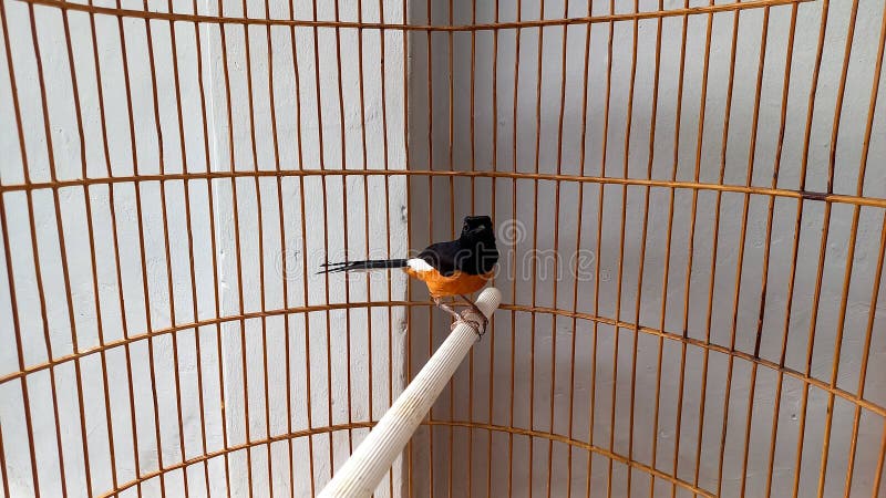 Stone Magpie Cage Stock Photos - Free & Royalty-Free Stock Photos from ...