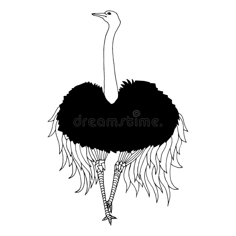 Greater Rhea Rhea Stock Illustrations – 103 Greater Rhea Rhea Stock ...