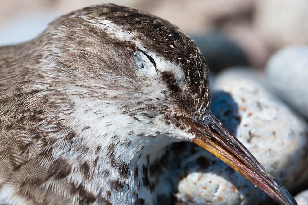 Bird nap stock photo. Image of feathers, macro, shorebird - 16734674