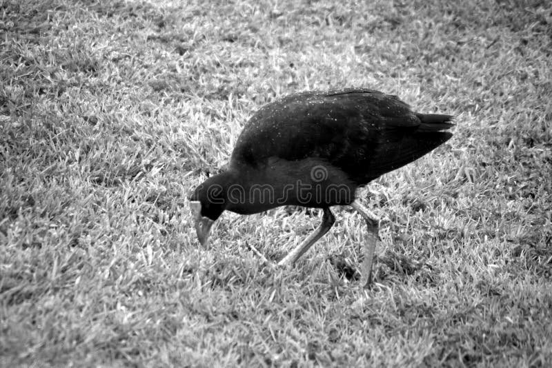 Pukeko in black and white stock image. Image of bird - 258016011