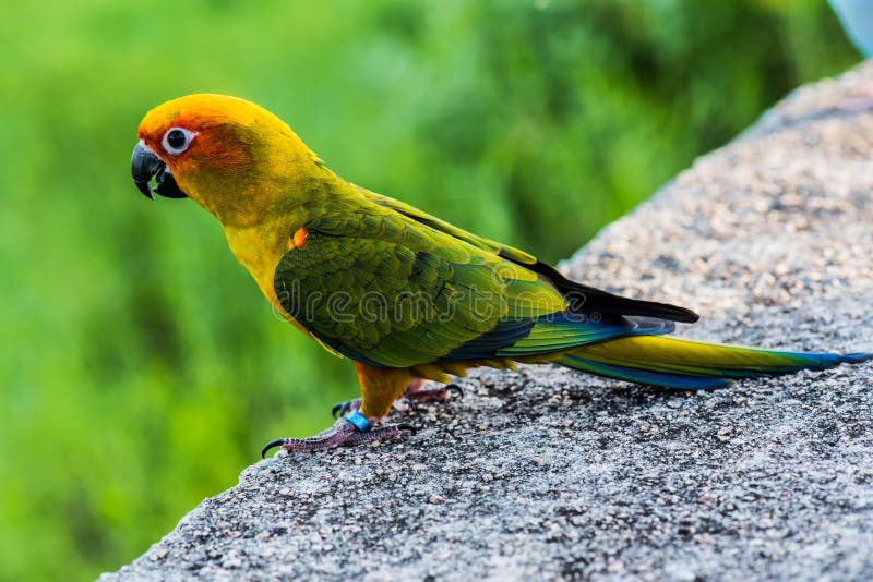 288 Parot Bird Stock Photos - Free & Royalty-Free Stock Photos from ...