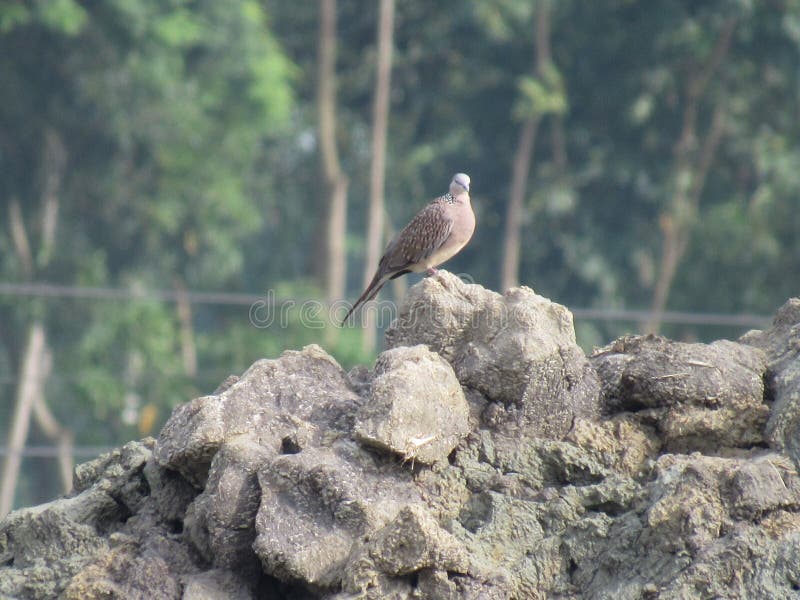 Pakhi Birds Stock Photos - Free & Royalty-Free Stock Photos from Dreamstime