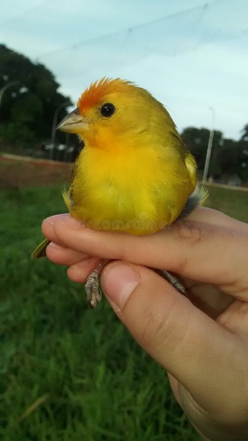 Canarinho Bird on a Branch of a Tree Stock Photo - Image of small ...