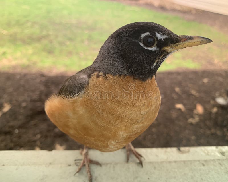 Robin close up stock photo. Image of bird, looking, robin - 146450744