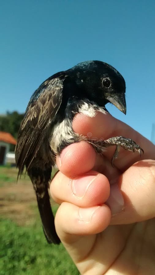 Tiziu stock image. Image of little, nature, tiziu, bird - 135823099