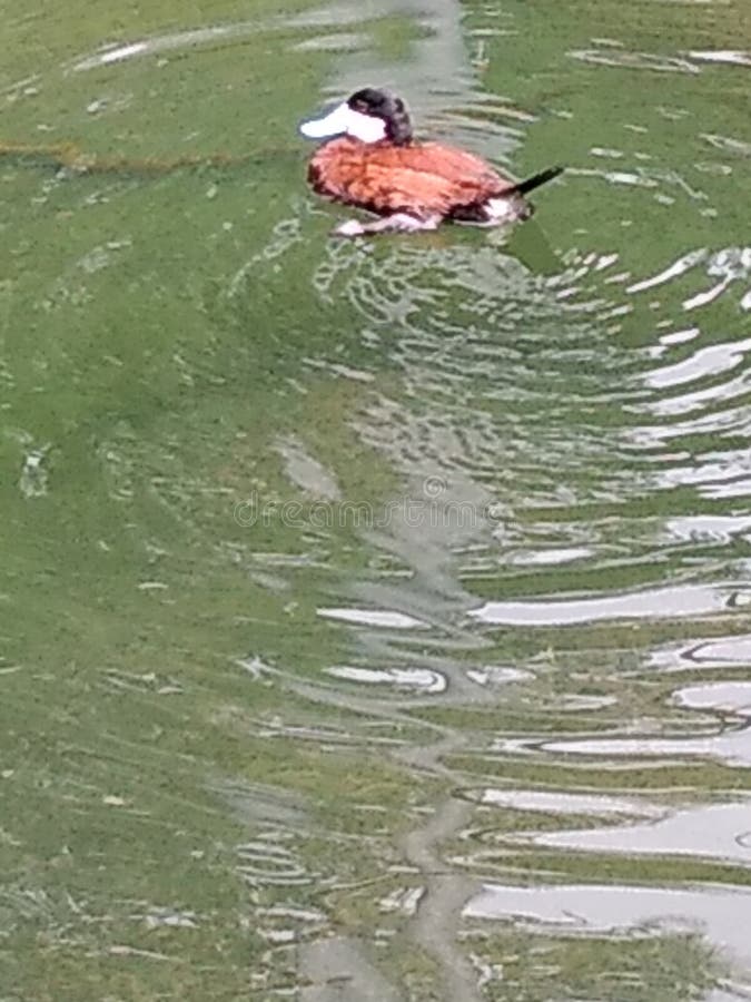 Bird nature zoo fun water stock image. Image of nature - 165393523