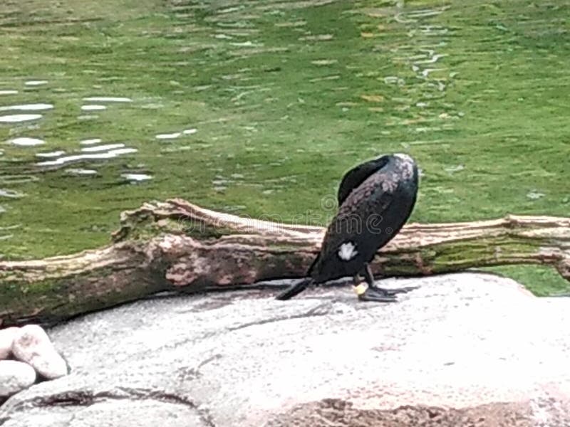 Bird nature zoo fun water stock photo. Image of nature - 165393588