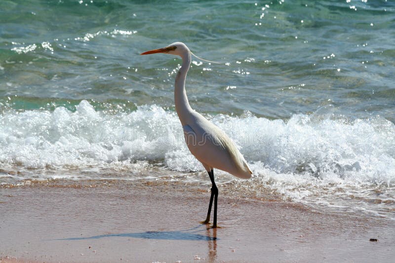 Bird near the sea stock photo. Image of animals, idyllic - 2580274