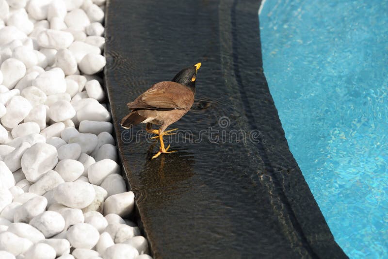 Bird Near Swimming Pool at Resort Stock Photo - Image of relax, idyllic ...