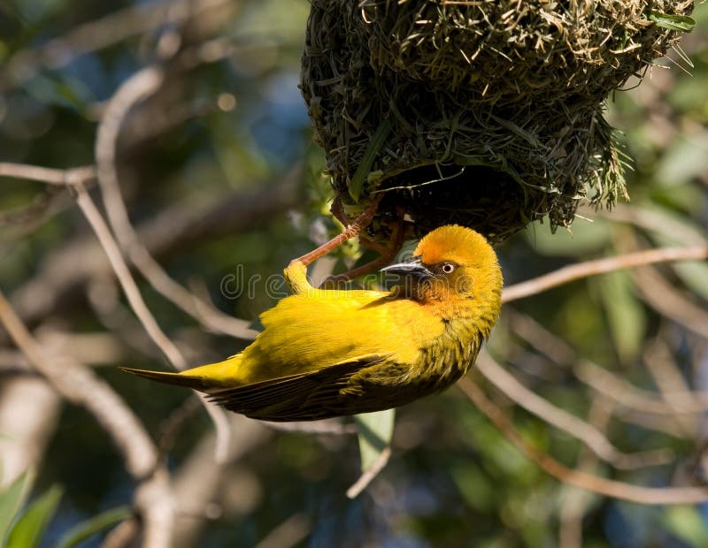 Nest building stock photo. Image of nest, construct, head - 10612614