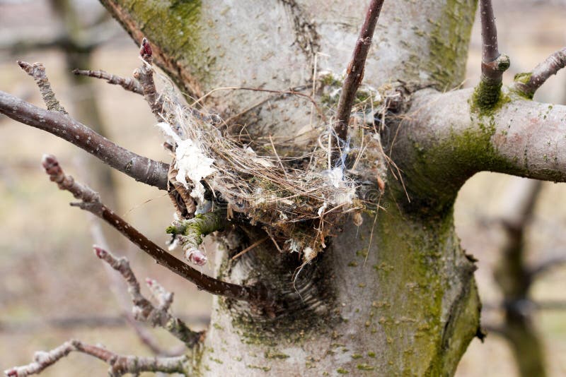 Bird nest on an apple tree stock image. Image of apple - 83210729