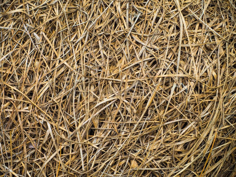 1,379 Brown Grass Nest Texture Stock Photos - Free & Royalty-Free Stock Photos from Dreamstime