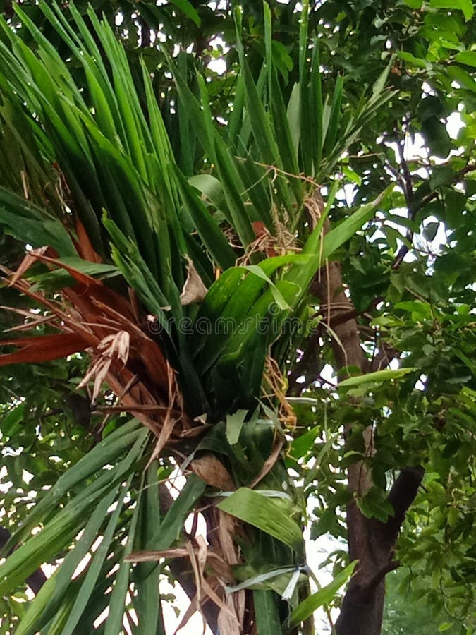 The Bird Nest Construction Project is almost Finished Stock Image ...