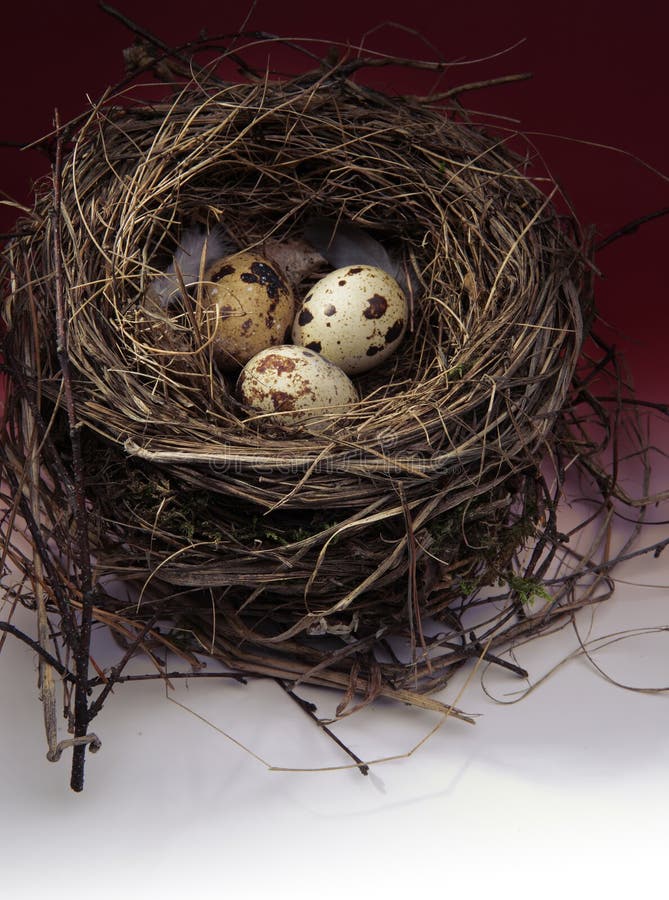 Bird nest with eggs stock image. Image of metaphor, care - 11733207