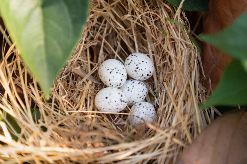 Bird Nest with Eggs in the Beautiful Nature Stock Image - Image of ...