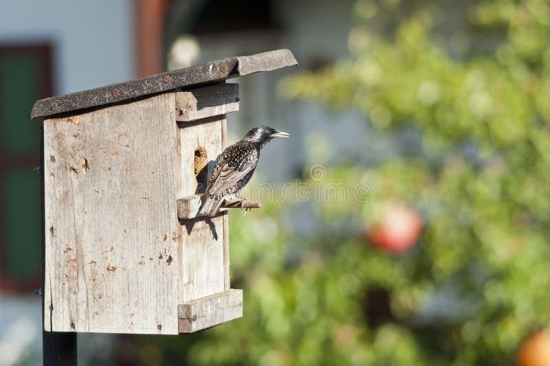Bird Nest and European Starling . Stock Photo - Image of bright ...