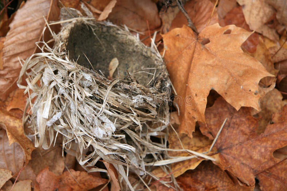 Bird Nest on Fallen Maple Leaves Stock Photo - Image of nest, beech ...