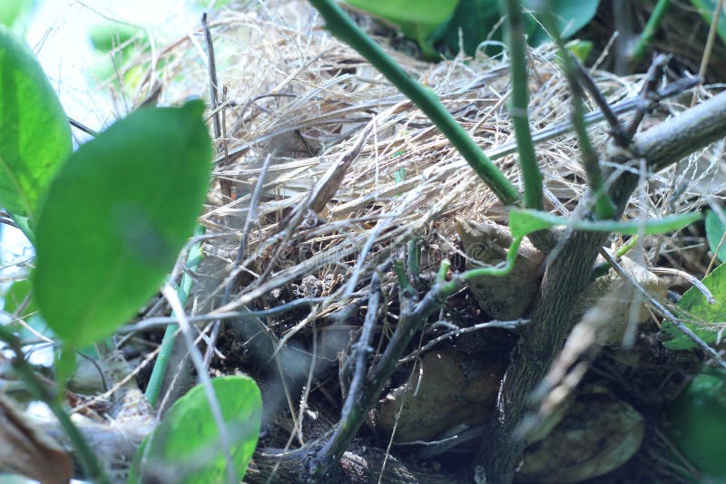 Bird Nest on the Lemon Tree in the Garden Stock Photo - Image of ...