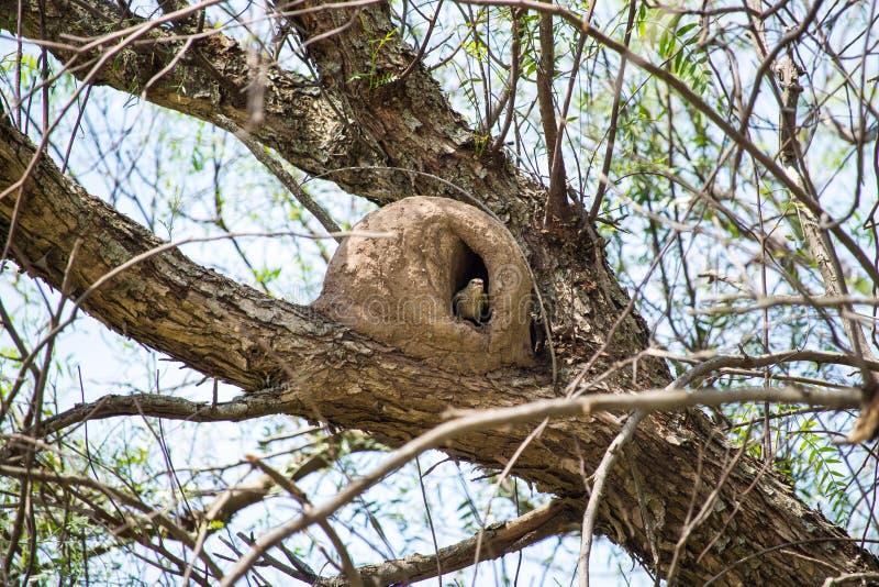 Bird nest made of clay stock image. Image of home, argentina - 197954365
