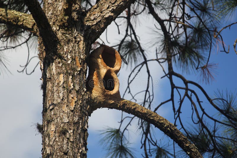 Bird Nest Made of Clay on a Tree. Stock Photo - Image of birds, tree ...