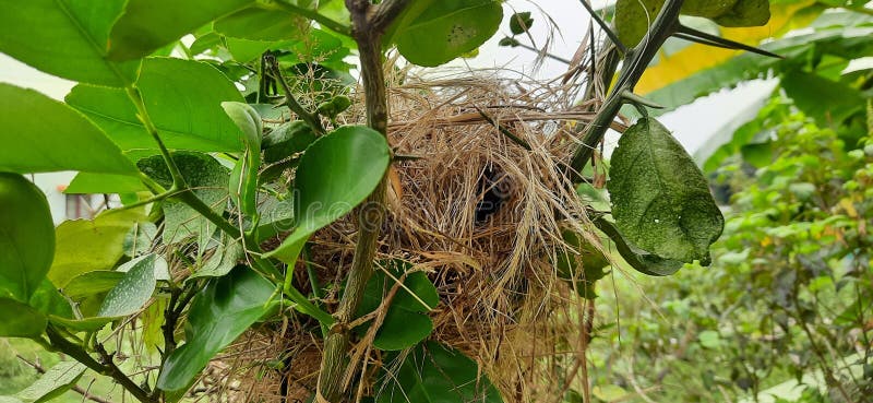 Bird Nest Made with Straw, Built on a Tree Captured in 4k Stock Image ...