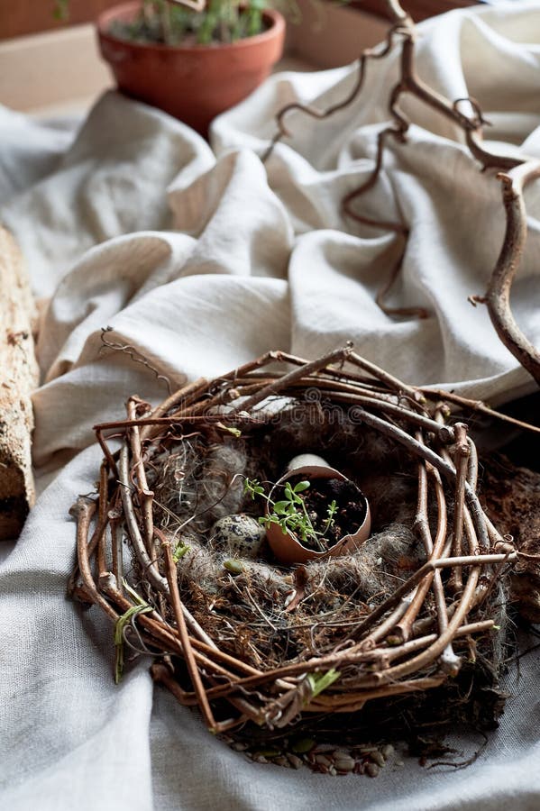 A Nest Made of Twigs, Grass, and Soil Contains a Broken Bird Egg Stock ...
