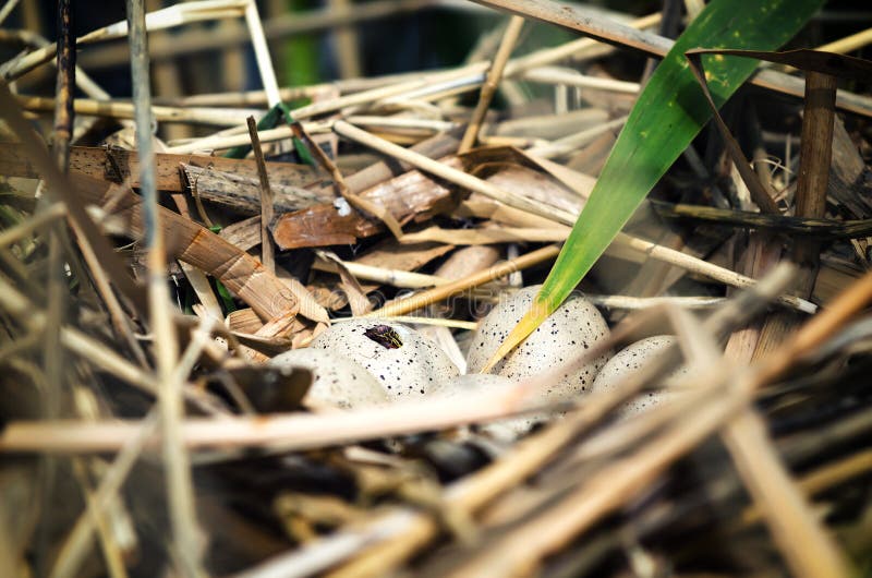 Bird Nest Made on Water among Reeds with almost Hatching Eggs Stock ...