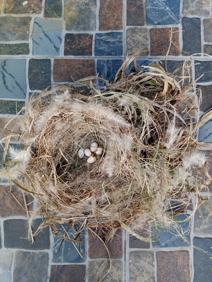 Bird Nest on Natural Background. Sparrow Eggs in the Nest. Whole and ...