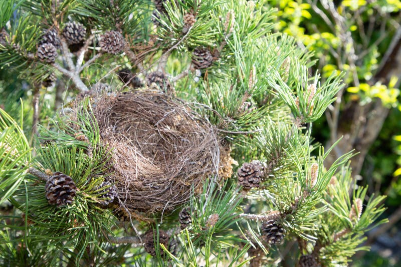 Bird on the Pine tree stock image. Image of bird, closeup - 26881375