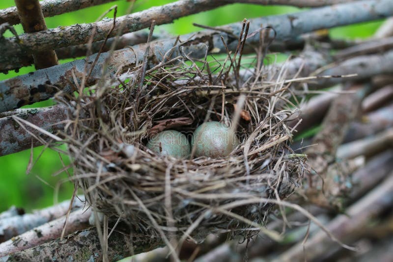 Bird nest in nature stock photo. Image of close, nature - 79276990
