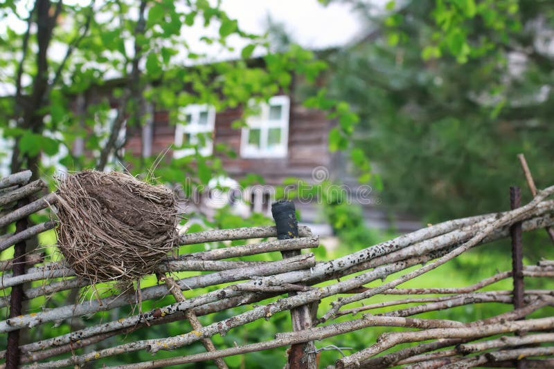 Bird nest in nature stock image. Image of nest, branch - 79277227