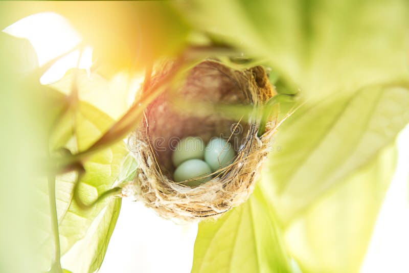 Bird Nest stock image. Image of natural, white, eggs - 70275863