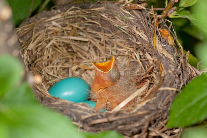 Bird Nest with One Chick stock image. Image of chick - 19981953