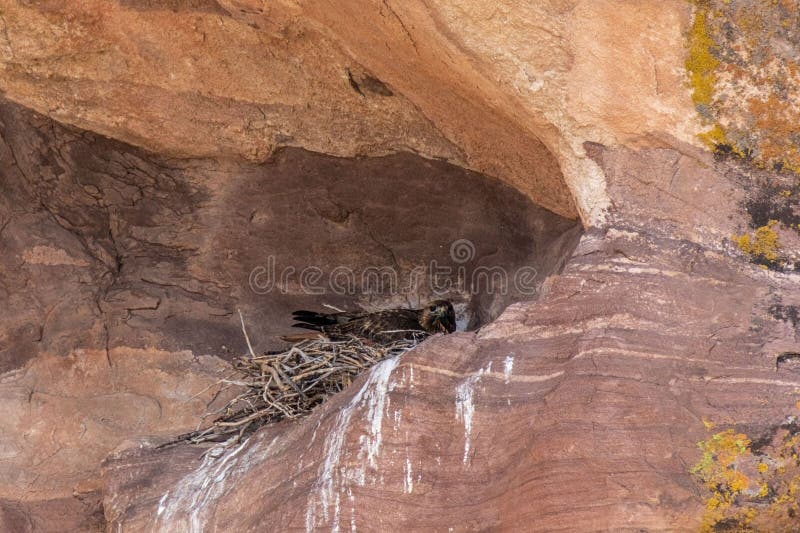 Bird Nest on the Rock Wall with a Large Hole Behind it Stock Image ...