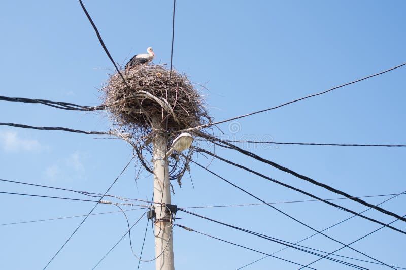 Stork nest on cables stock photo. Image of electrical - 50509132