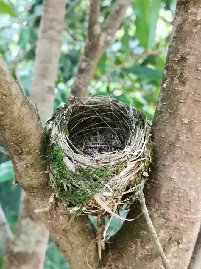 Bird Nest Round in Shape Build on a Tree Stock Photo - Image of nest ...