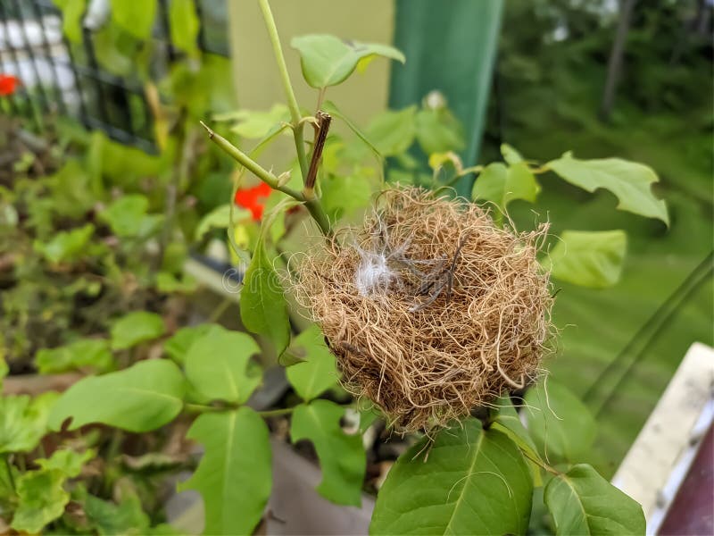 A Bird Nest on a Small Tree. Stock Image - Image of herb, insect: 190452091