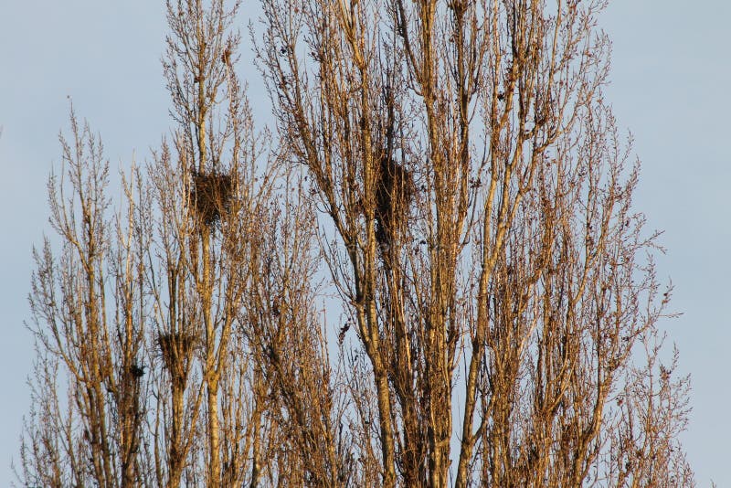 Bird Nest in Tall Trees Sunny Day Blue Sky Stock Photo - Image of blue ...
