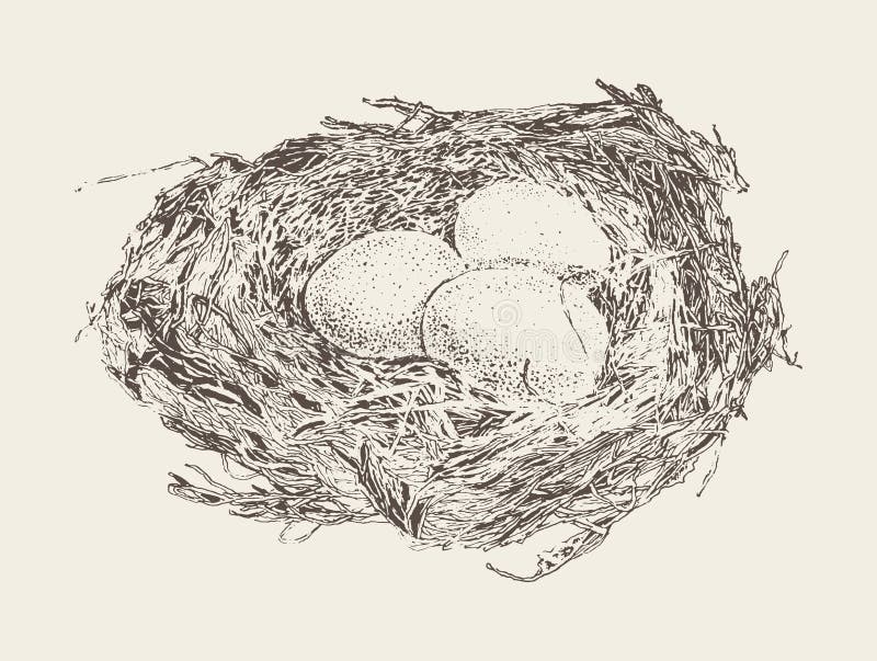 Bird Nest Three Eggs Hand Drawn Vector Sketch Stock Vector ... Bird Nest Three Eggs Hand Drawn Vector Sketch Stock Vector ...