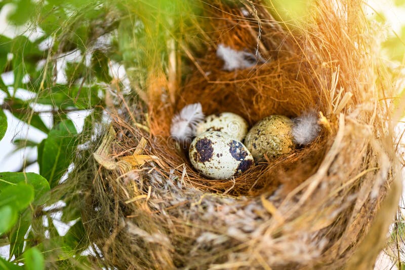 Bird Nest on Tree Branch with Three Eggs Inside, Bird Eggs on Birds ...