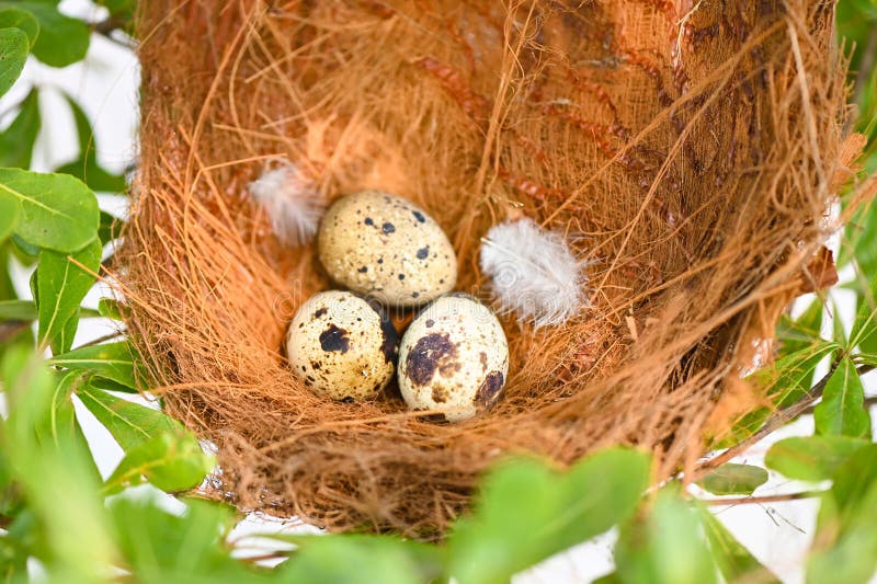 Bird Nest On Tree Branch With Three Eggs Inside Bird Eggs On Birds Nest And Feather In Summer