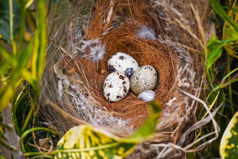 Bird Nest on Tree Branch with Three Eggs Inside, Bird Eggs on Birds ...