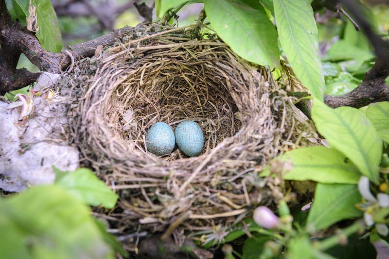 33+ Bird nest eggs tree Free Stock Photos - StockFreeImages