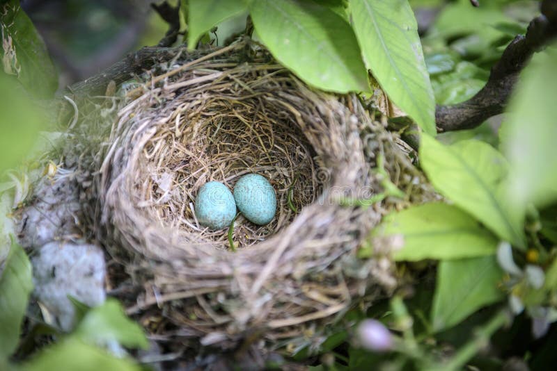 Bird Nest on Tree Branch with Two Blue Eggs Inside Stock Photo - Image ...