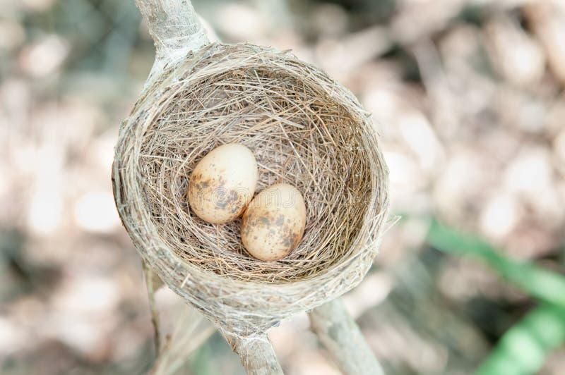 Bird nest stock photo. Image of closeup, grass, fauna - 44172438